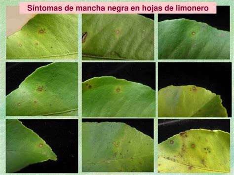 PPT La mancha negra de los cítricos PowerPoint Presentation free