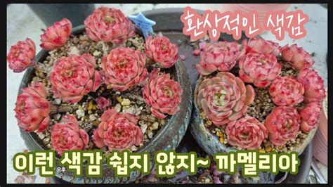 이 다육은 묵혀봐야 그 맛을 압니다~ 묵둥이 까멜리아 소환해서 복토해 주고 살펴봅니다~ 색감이 진짜 예쁘지요~아쉬운 점이 있다면 자구를 더 많이 내어줬다면더