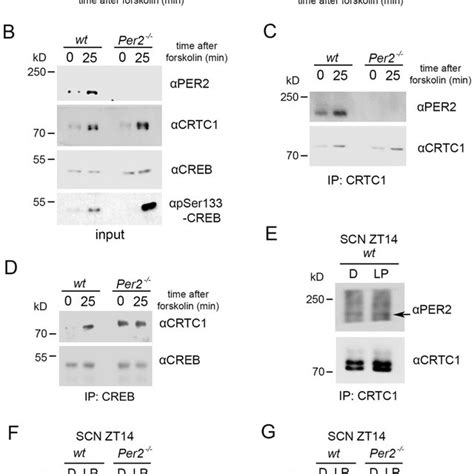 Modulation Of The Interaction Between Creb And Cbp By Per2 A Left