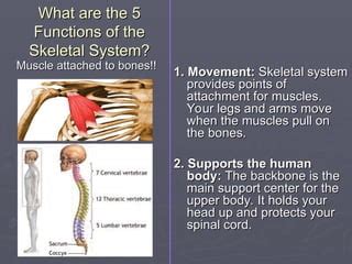 Skeletal System PowerPoint Presentation PPT
