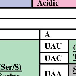 The RNA Codon Table Https En Wikipedia Org Wiki Genetic Code Download Table