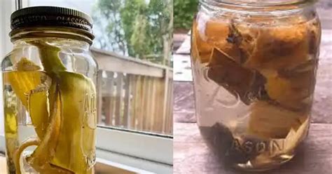 How To Make Homemade Banana Peel Fertilizer For Your Garden Plants