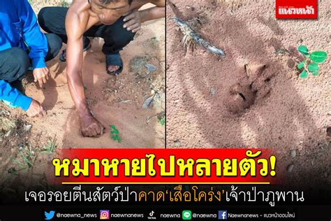 ข่าว Like สาระ ผวาเจอรอยตีนสัตว์ป่า คาดเสือโคร่งเจ้าป่าภูพาน หมาชาว