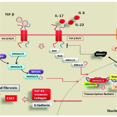 Hypothetical scheme illustrating TGF β EMT signalling in SS TGF β Download Scientific Diagram