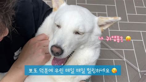 반려견진돗개이 주는 행복이 이렇게나 크다구요 😘 Youtube