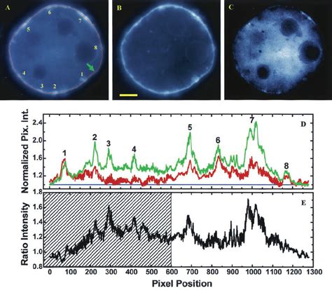 Quantitative Image Analysis Of A Live Adipocyte Expressing Egfp Plc