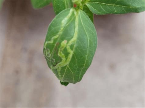 Leaf Pest Or Infection R Gardening