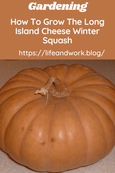 How To Grow The Long Island Cheese Winter Squash
