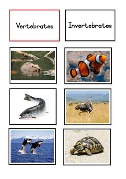 Montessori Vertebrate And Invertebrate Sorting Cards By Flashcard Junction