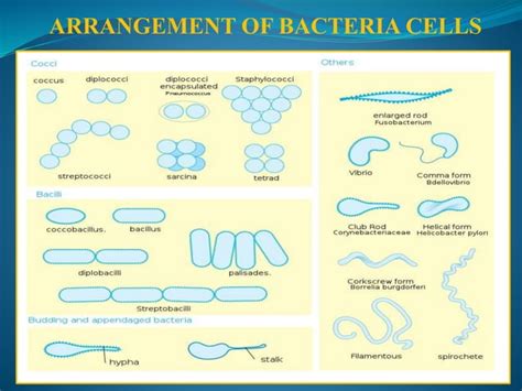 Bacteria Structure And Function PPTX Biological Sciences Science