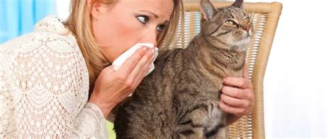 Alergia A Los Gatos Causas Riesgos Remedios Y Como Convivir Con Ellos Vida Con Mascotas