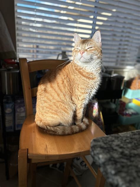 Fluffy King Lost 3 Lbs Roneorangebraincell