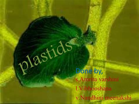 Plastids Ppt