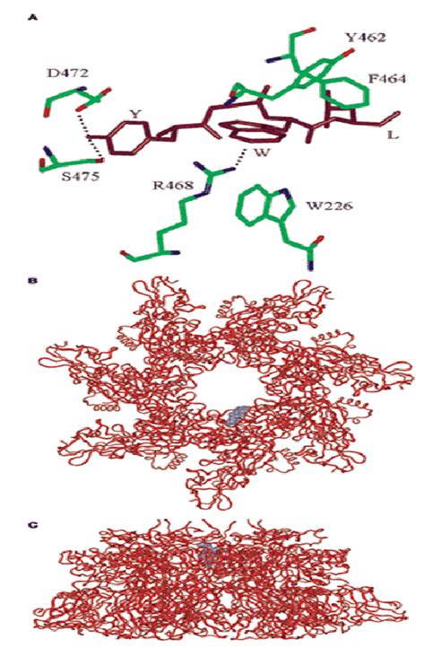 Different Sections Of The Anthrax Toxin Download Scientific Diagram