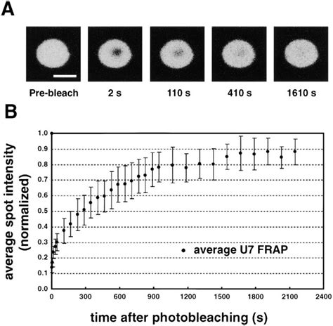 Frap Of Fluorescein U7 In Cbs A Selected Images From A Confocal Frap