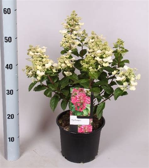Hydrangea Paniculata Magical Fire — Plant Wholesale Floraccess