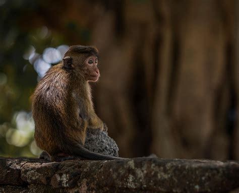 Maymun Bebek Memeli Yaban Pixabayde ücretsiz Fotoğraf