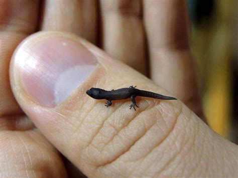 This Tiny Lizard Rtinyanimalsonfingers