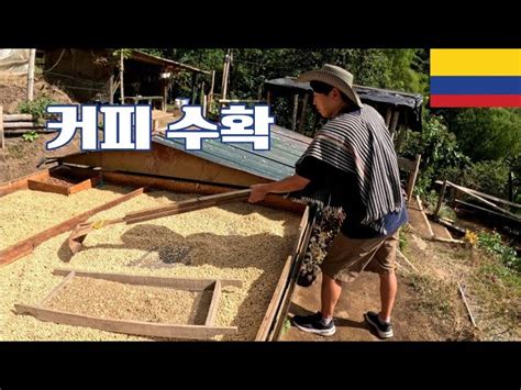 세계여행 Ep75 🇨🇴 콜롬비아 방구석에서 커피먹던 내가 이세계에선 커피농장 노동자 세계여행 콜롬비아 살렌토 커피