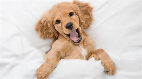 When And How To Start Puppy Teeth Cleaning Fidose Of Reality