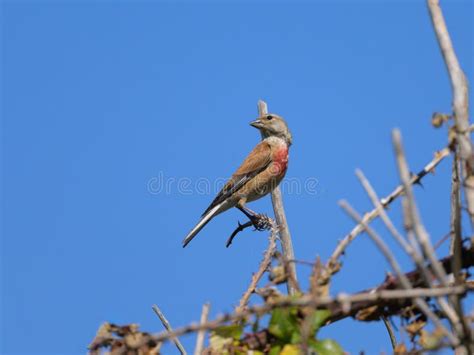A Male Common Linnet Sitting On A Small Twig Stock Image Image Of