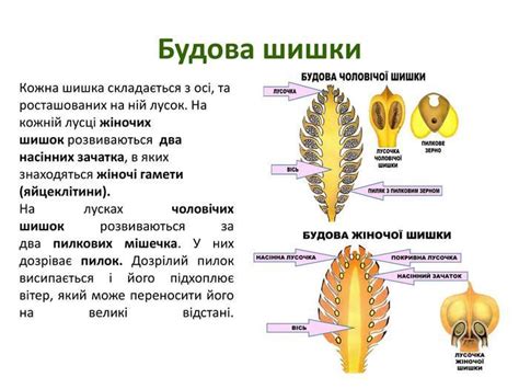 будова шишки СРОЧНО ДАЮ 20 баллов Школьные Знания Com