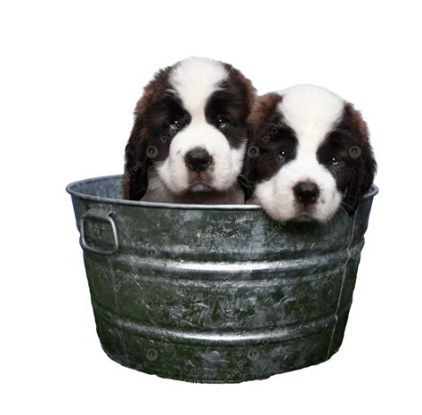 Adorable Saint Bernard Pups Cute Isolated Bernard Best Domestic