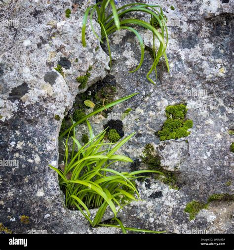 Carex Is A Vast Genus Of Nearly 2000 Species Of Grass Like Plants In