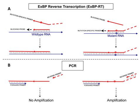 Extendable Blocking Probe In Reverse Transcription For Analysis Of RNA Variants With Superior