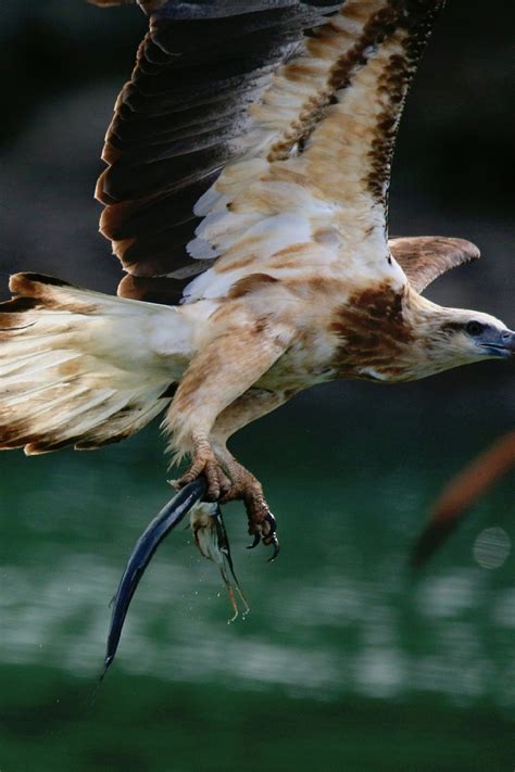 雕的爪子爪子第4页大山谷图库