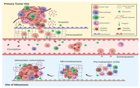 Micromachines Free Full Text Advances In Cancer Diagnosis Bio