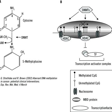 Downstream Pathways Of Flt3 And Kit Signalling That Directly Or