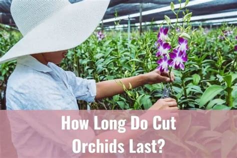 Descubre el Secreto Para Que Tus Orquídeas Cortadas Duren Increíbles