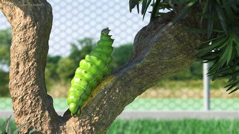 Silkworm Green Rigged For Maya 3d Model 69 Ma Free3d