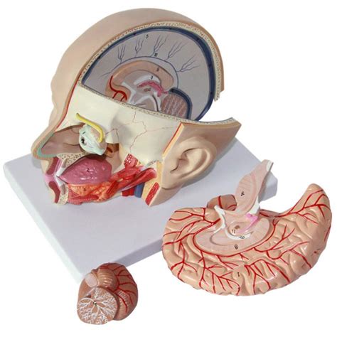 Buy Human Brain Model Anatomically Accurate Brain Model Life Size Human Brain Craniocerebral