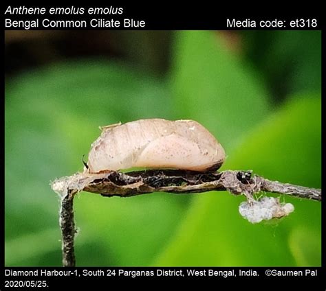 Anthene Emolus Butterfly
