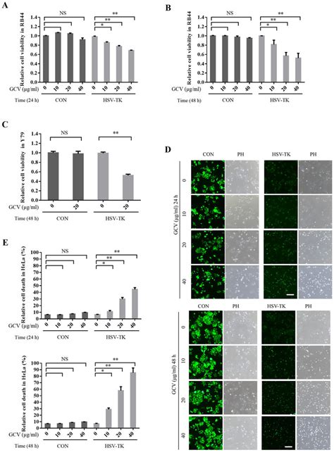 HSV TK GCV Can Significantly Induce Apoptosis Of Retinal Tumor Cells Download Scientific