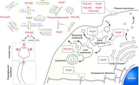 The Seven Phosphoinositide Isoforms Identified In Eukaryotic Cells Are Download Scientific