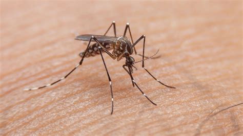 Egyptian Residents In Qena Test Positive For Dengue Virus Egyptian