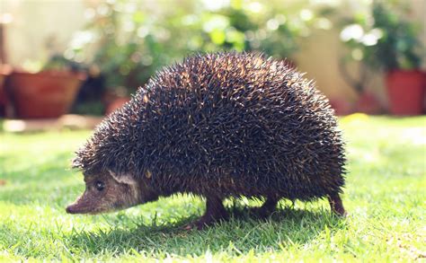 1680x1050 Wallpaper Brown Hedgehog Peakpx
