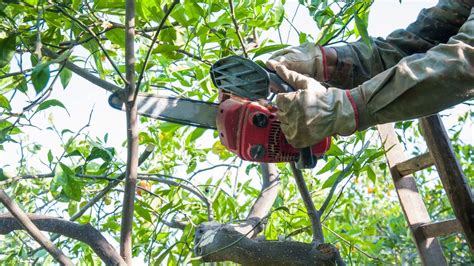 Comment élaguer les arbres en toute sécurité et efficacité