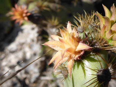 Doeskin Ranch Hike « Earthrobert