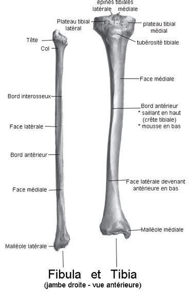 Fibula Bone Labeled