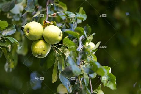 一串青苹果挂在树上免抠素材模板下载 图巨人