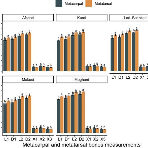 Topographical Representation Of Different Metacarpal And Metatarsal Download Scientific Diagram