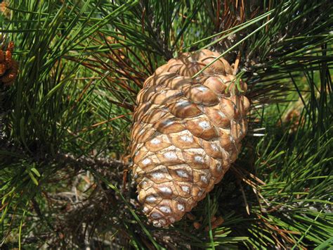 Trees Of Santa Cruz County Pinus Radiata Monterey Pine