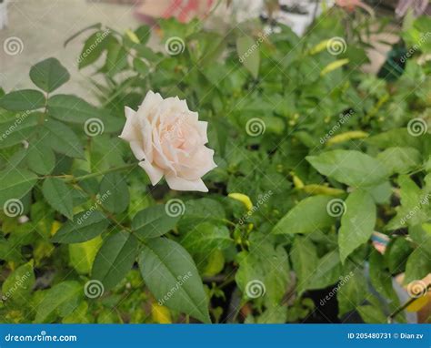 Planta De Rosa Blanco Imagen De Archivo Imagen De Planta 205480731