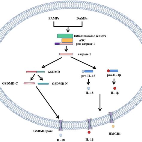 Role Of Gsdmd In Canonical Inflammasome Activation The Canonical