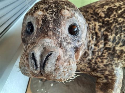 Jonge Zeehonden Op Texel Vvv Texel