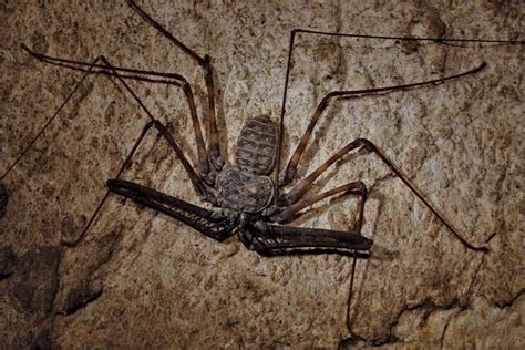 Curtain Web Spider Description Venom Size And Facts Britannica